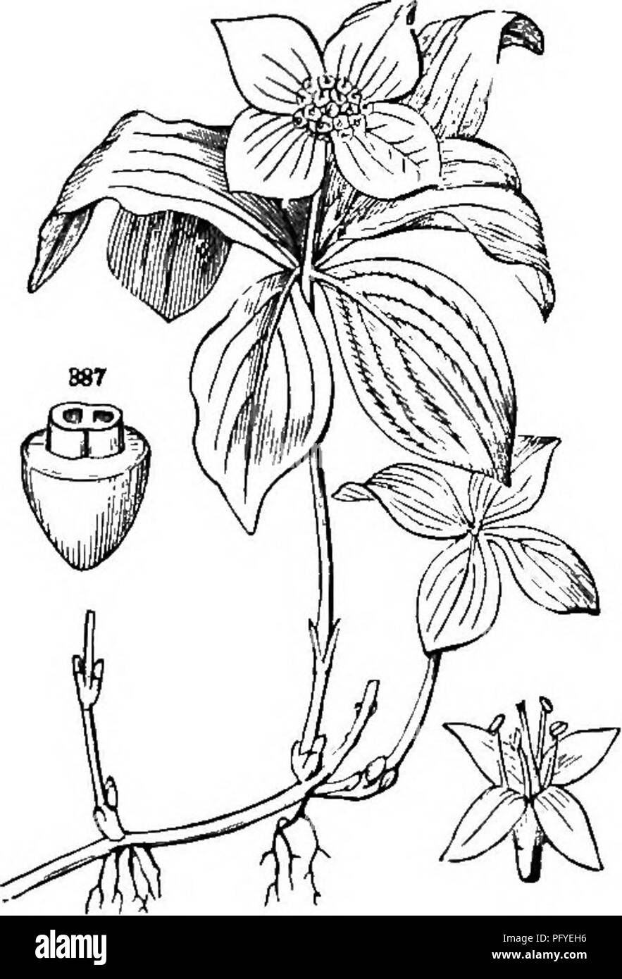 This introductory text on botany explains how plants grow, providing a ...