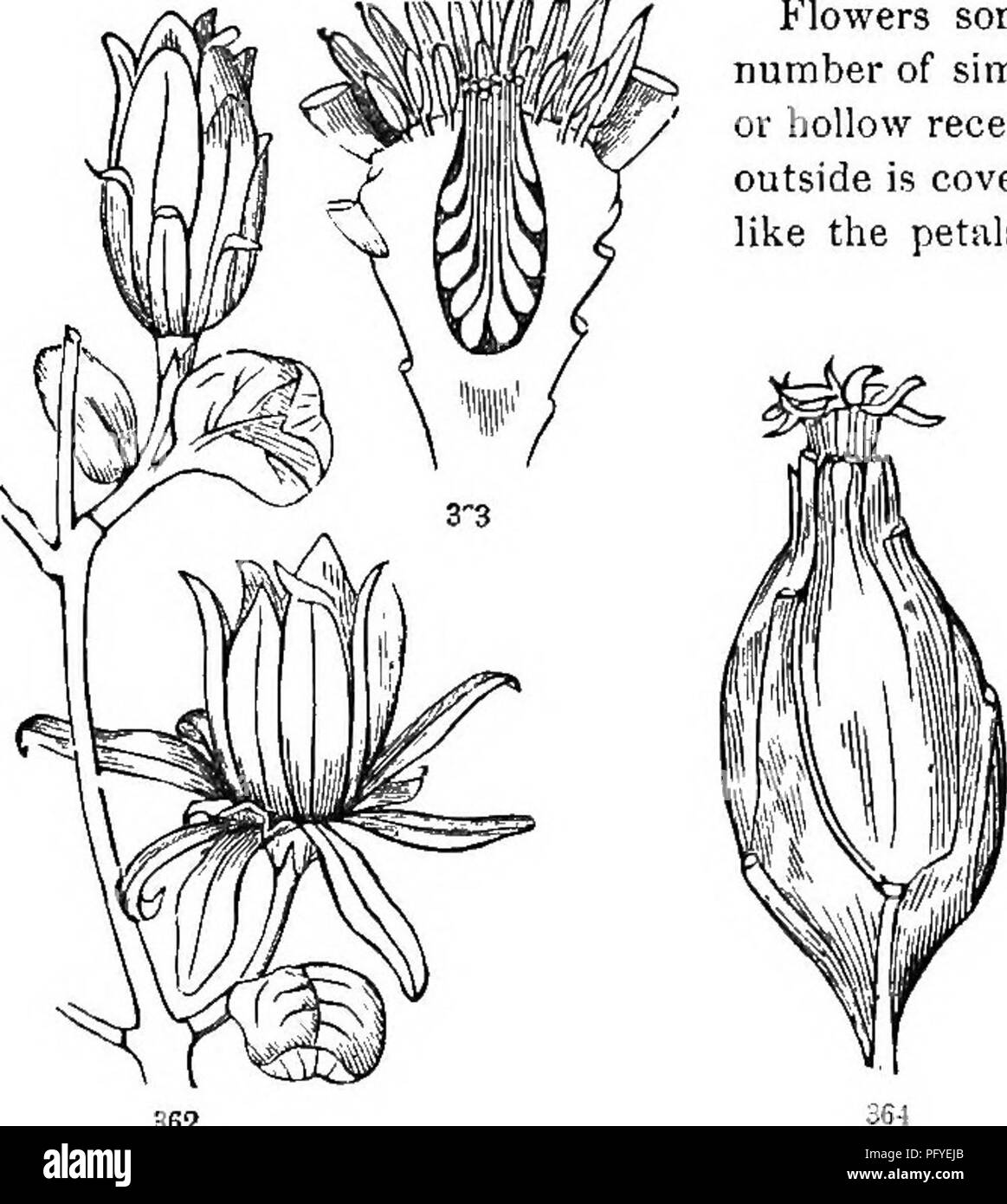 This introductory guide to botany teaches young students about plant ...