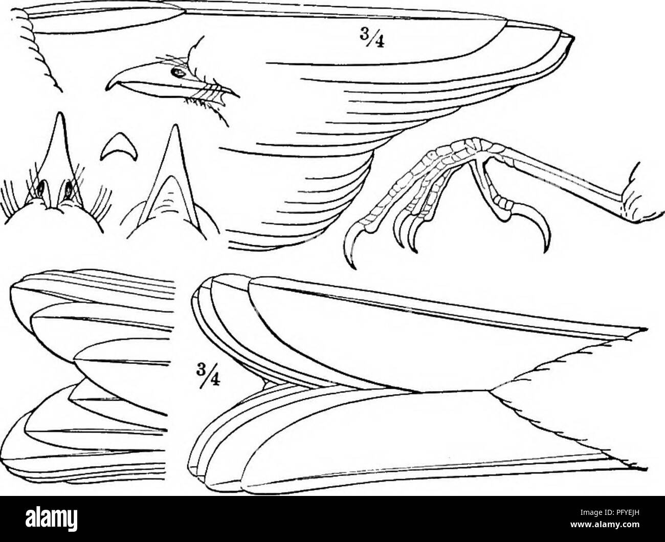 This key offers a concise overview of North American birds, including ...
