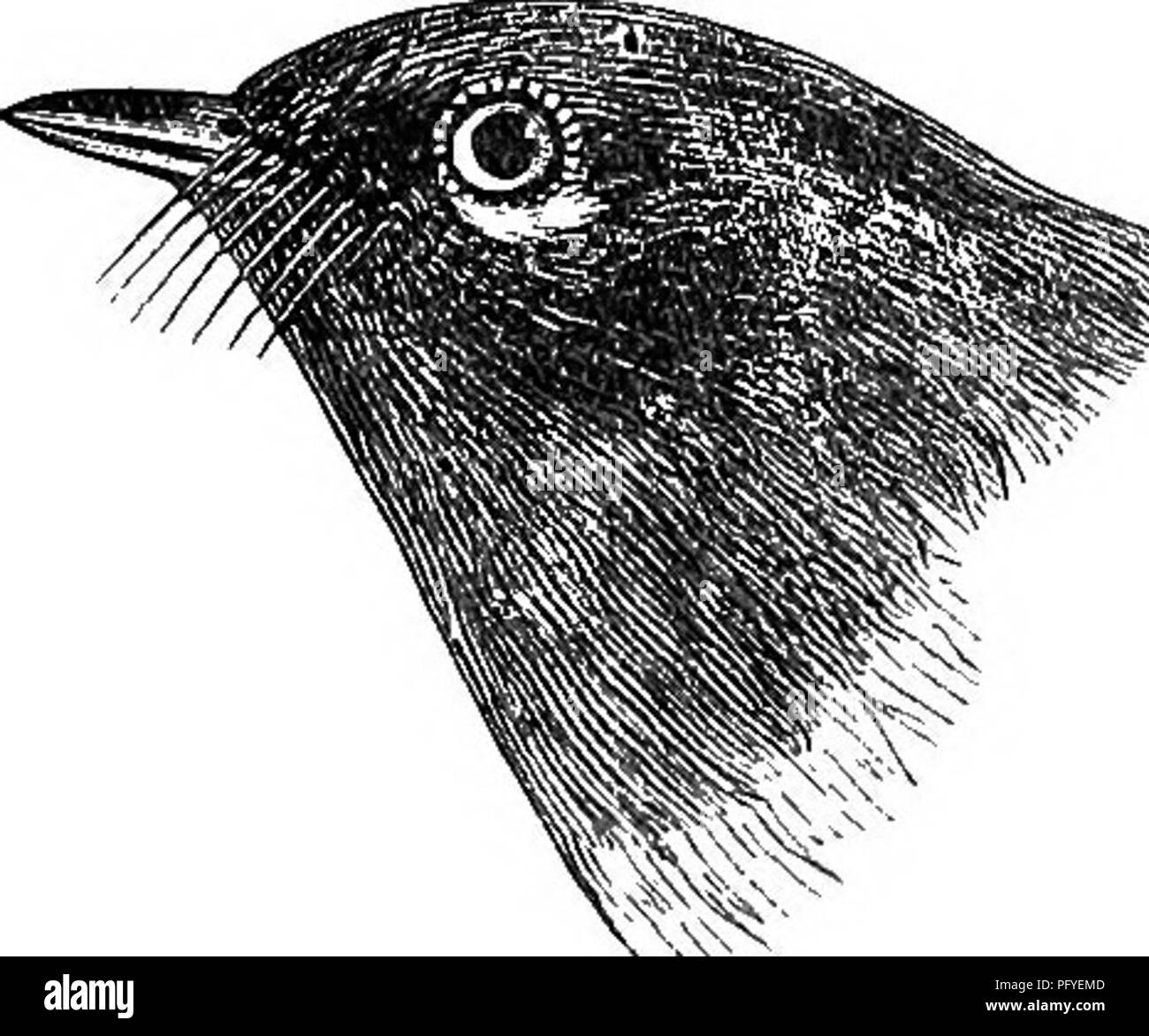 This work provides a detailed guide to North American birds, listing ...