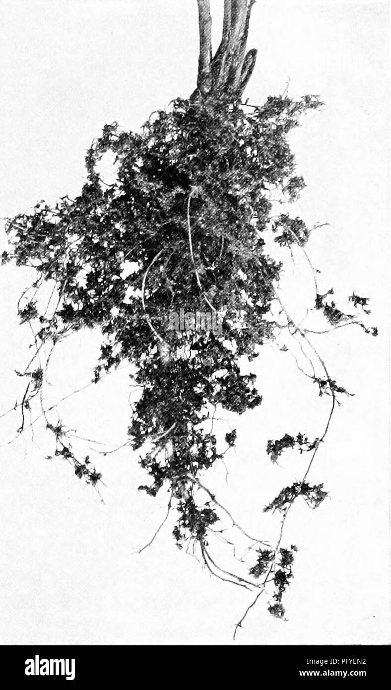 This botany textbook discusses the role of root-tubercle bacteria in ...