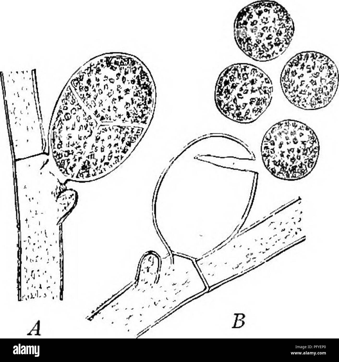 This textbook provides a detailed explanation of red algae, their ...