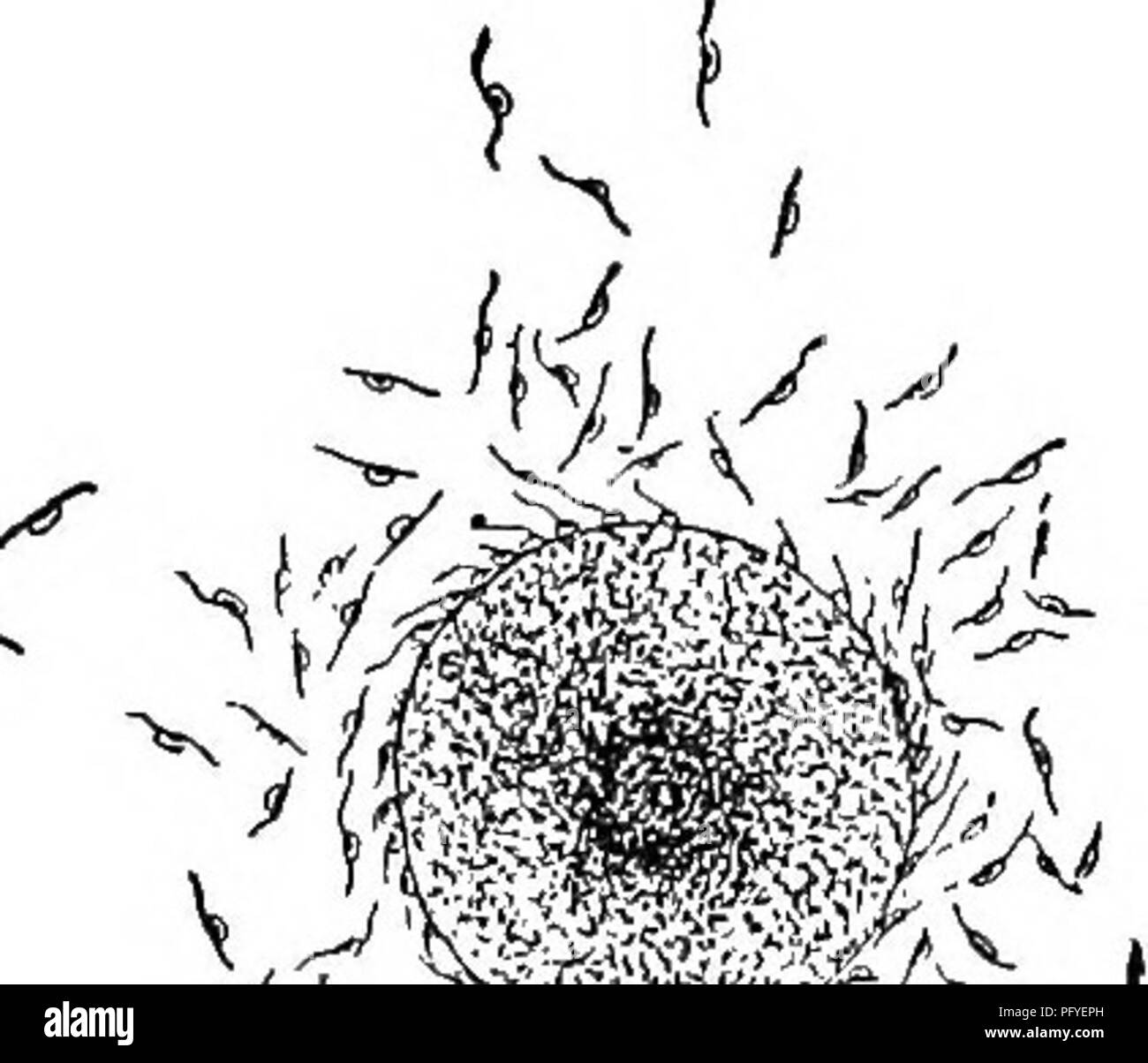 Idium hi-res stock photography and images - Alamy