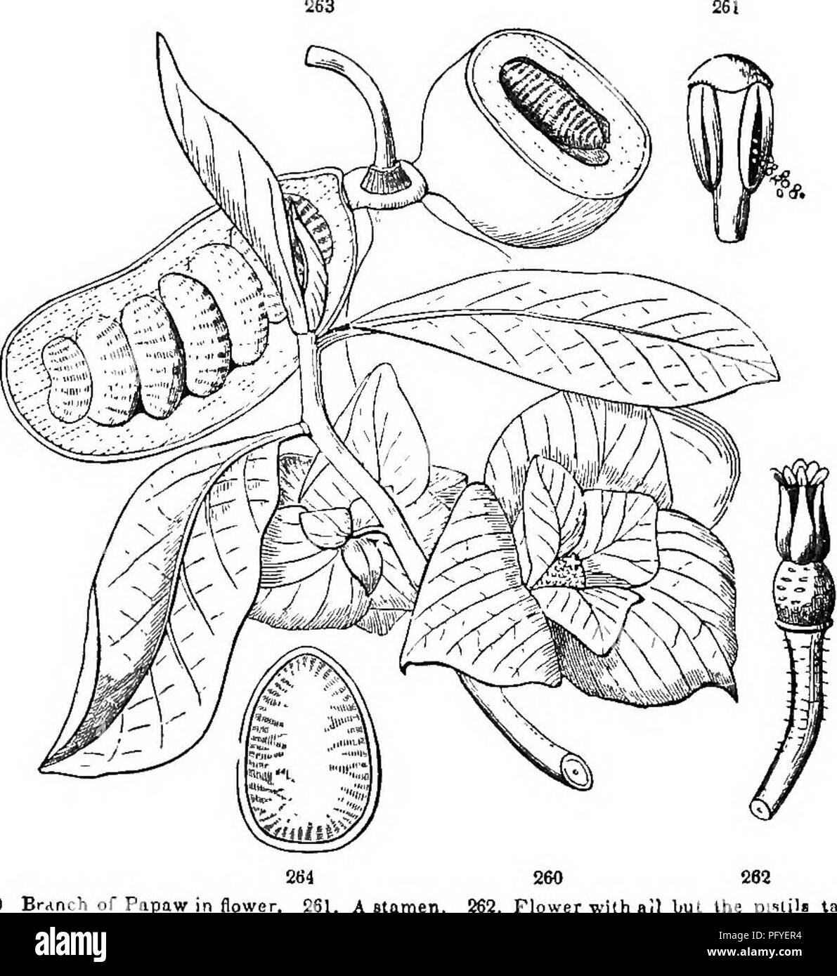 . Botany for young people and common schools. How plants grow, a simple ...
