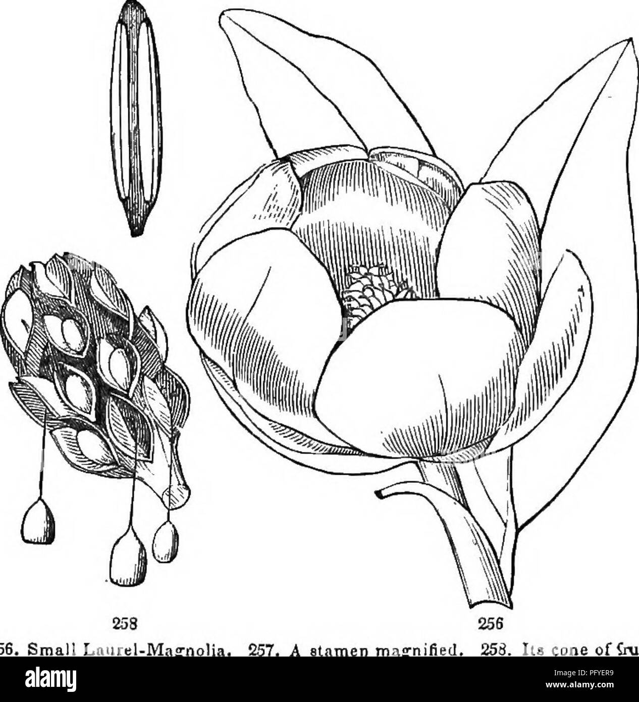 Magnolia petals Black and White Stock Photos & Images - Alamy