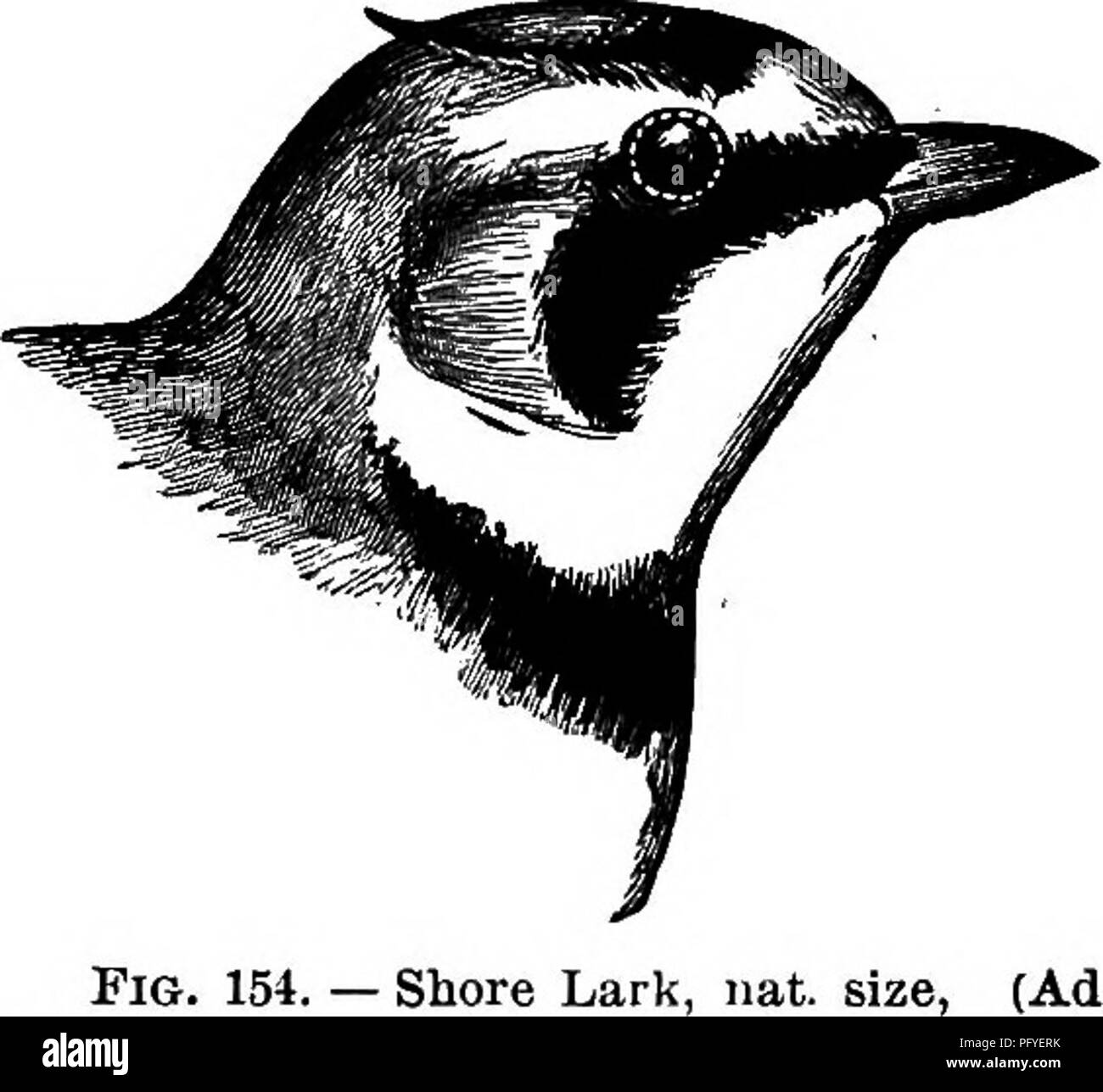 Lark family Black and White Stock Photos & Images - Alamy