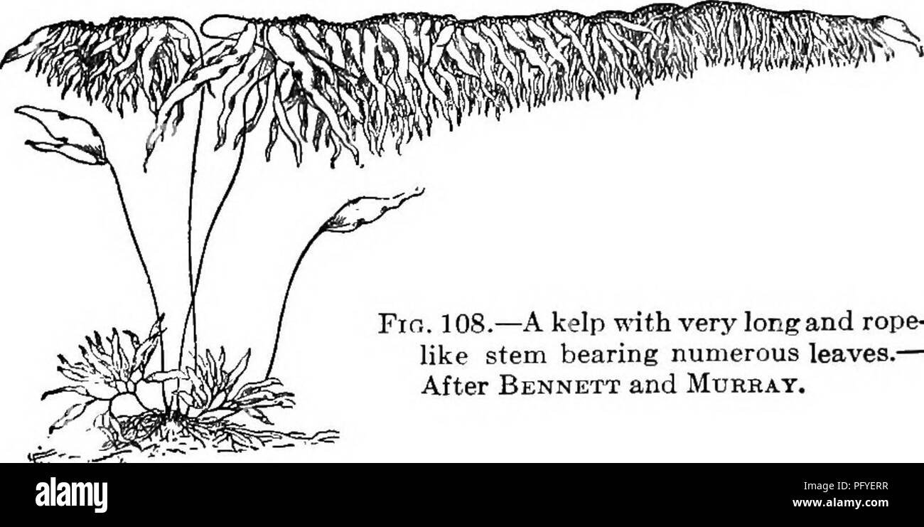 Giant kelp holdfast Black and White Stock Photos & Images - Alamy