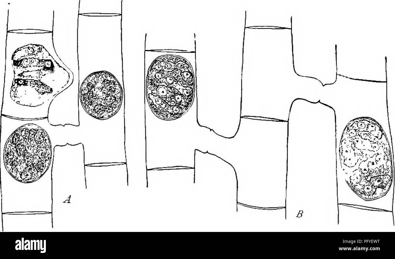 Cells under a microscope Black and White Stock Photos & Images - Alamy