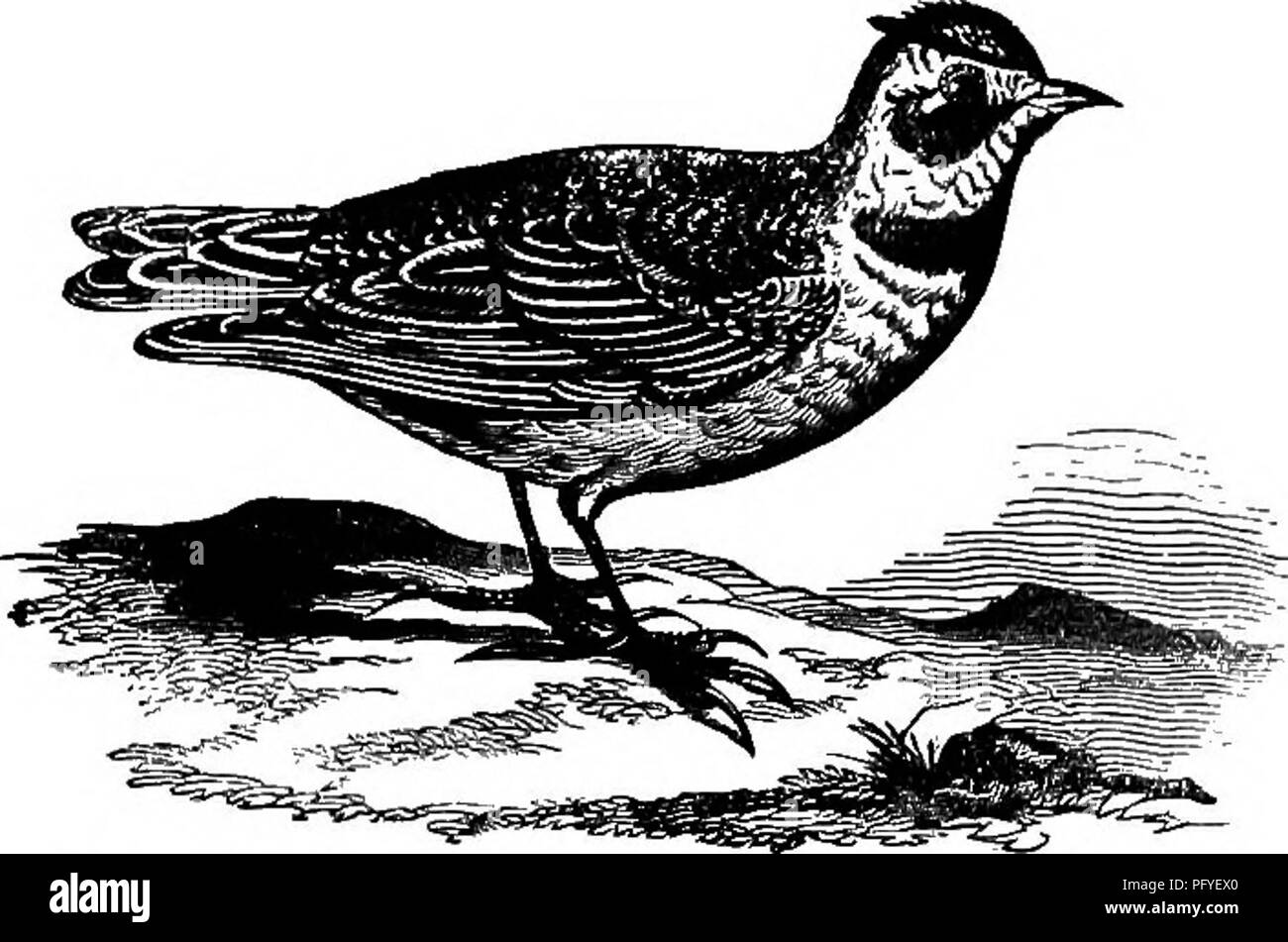 Lark family Black and White Stock Photos & Images - Alamy