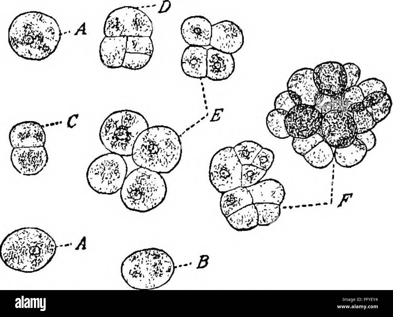 Coccus colonies Black and White Stock Photos & Images - Alamy