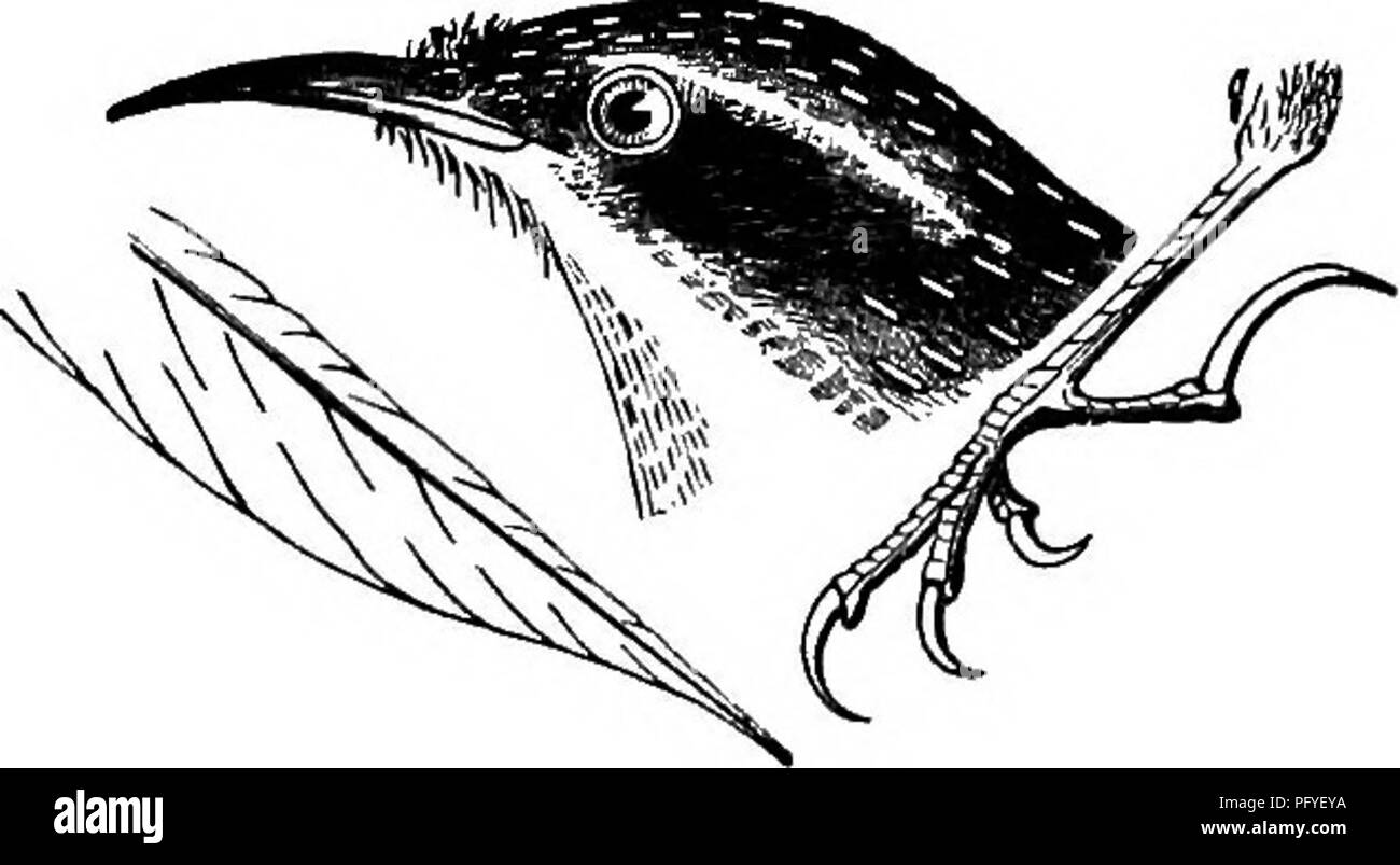 . Key to North American birds. Containing a concise account of every ...