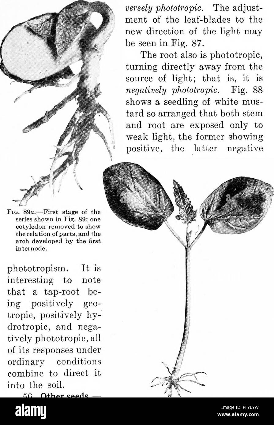 This textbook provides a detailed illustration of seed germination ...