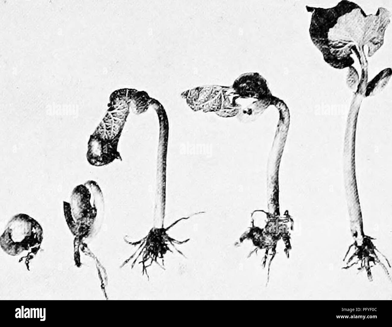 Seedling soil roots germination Black and White Stock Photos & Images ...