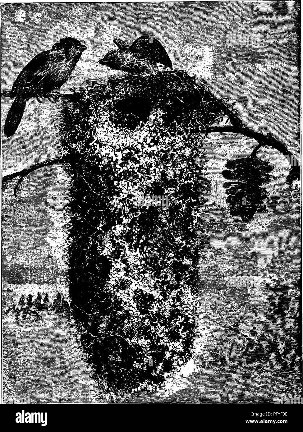 This work provides a comprehensive account of all bird species known to ...