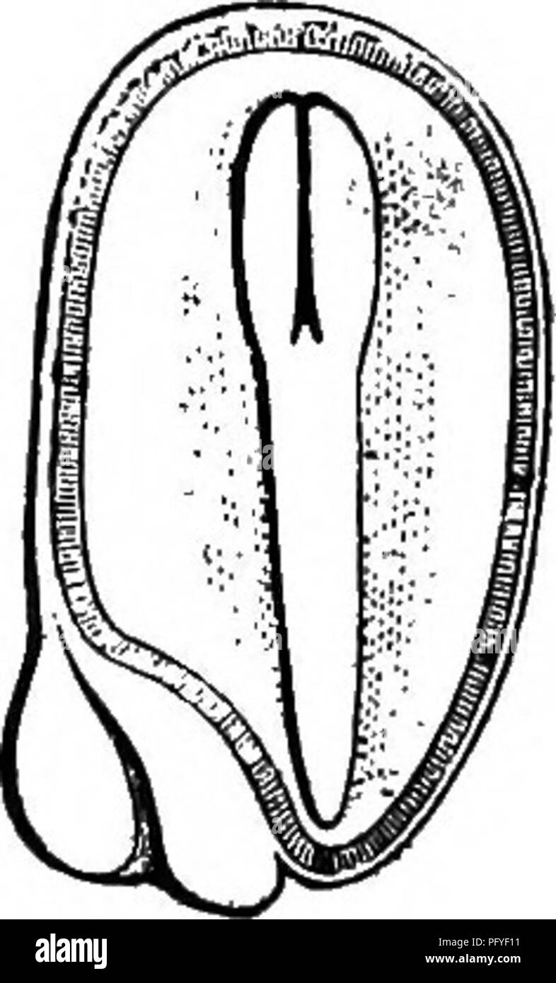. A text-book of botany for secondary schools. Botany. GERMINATION OP ...