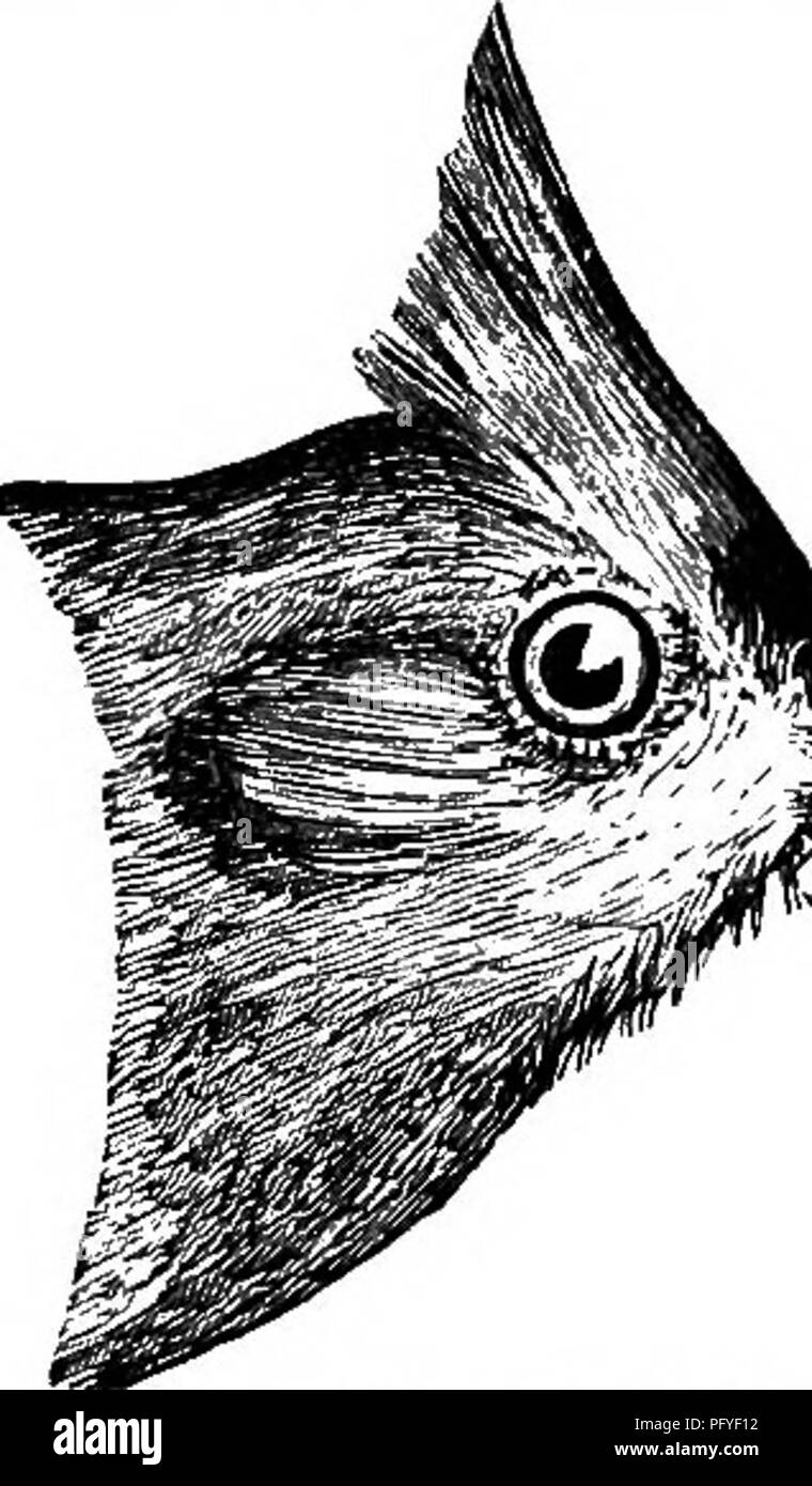 This guide provides a comprehensive overview of North American bird ...