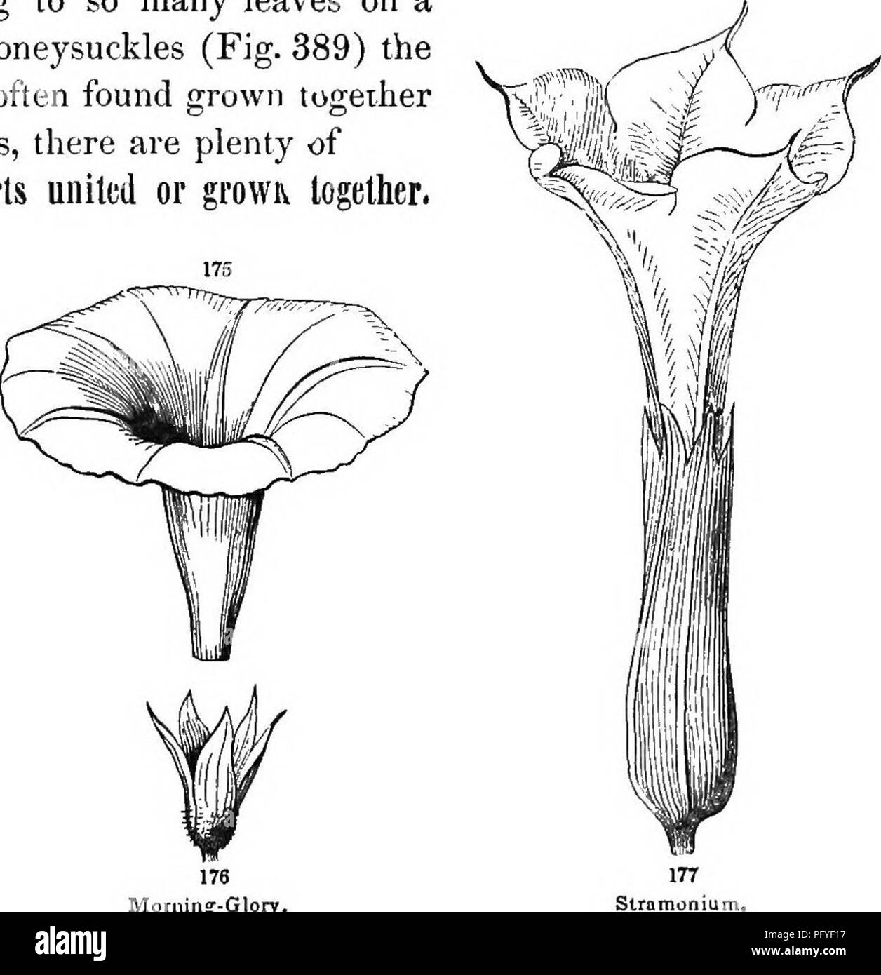 . Botany for young people and common schools. How plants grow, a simple ...