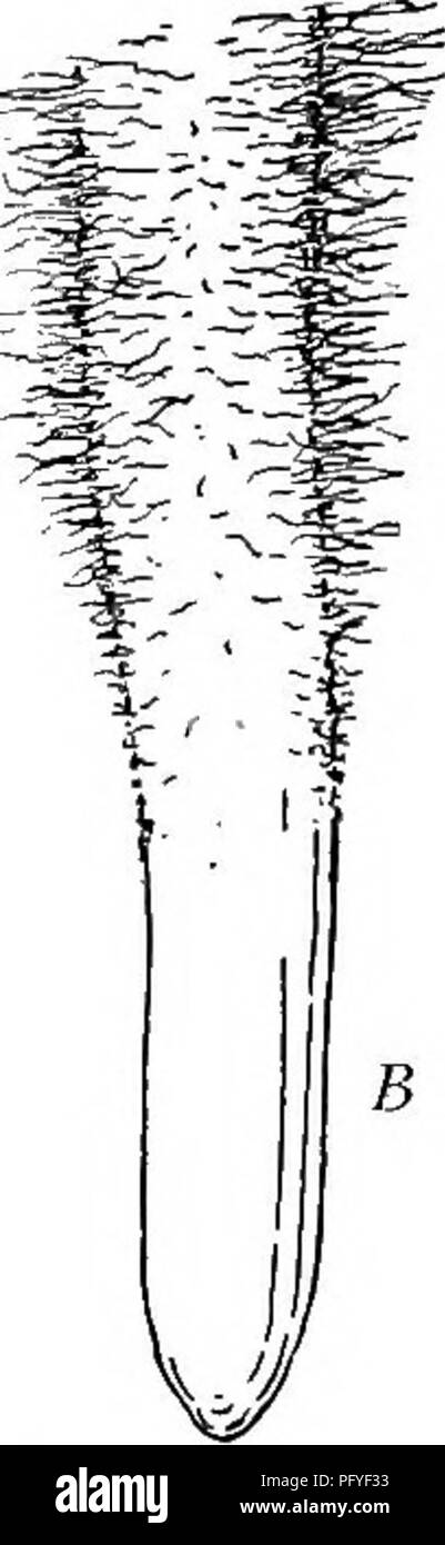 Root hair cells Black and White Stock Photos & Images - Alamy