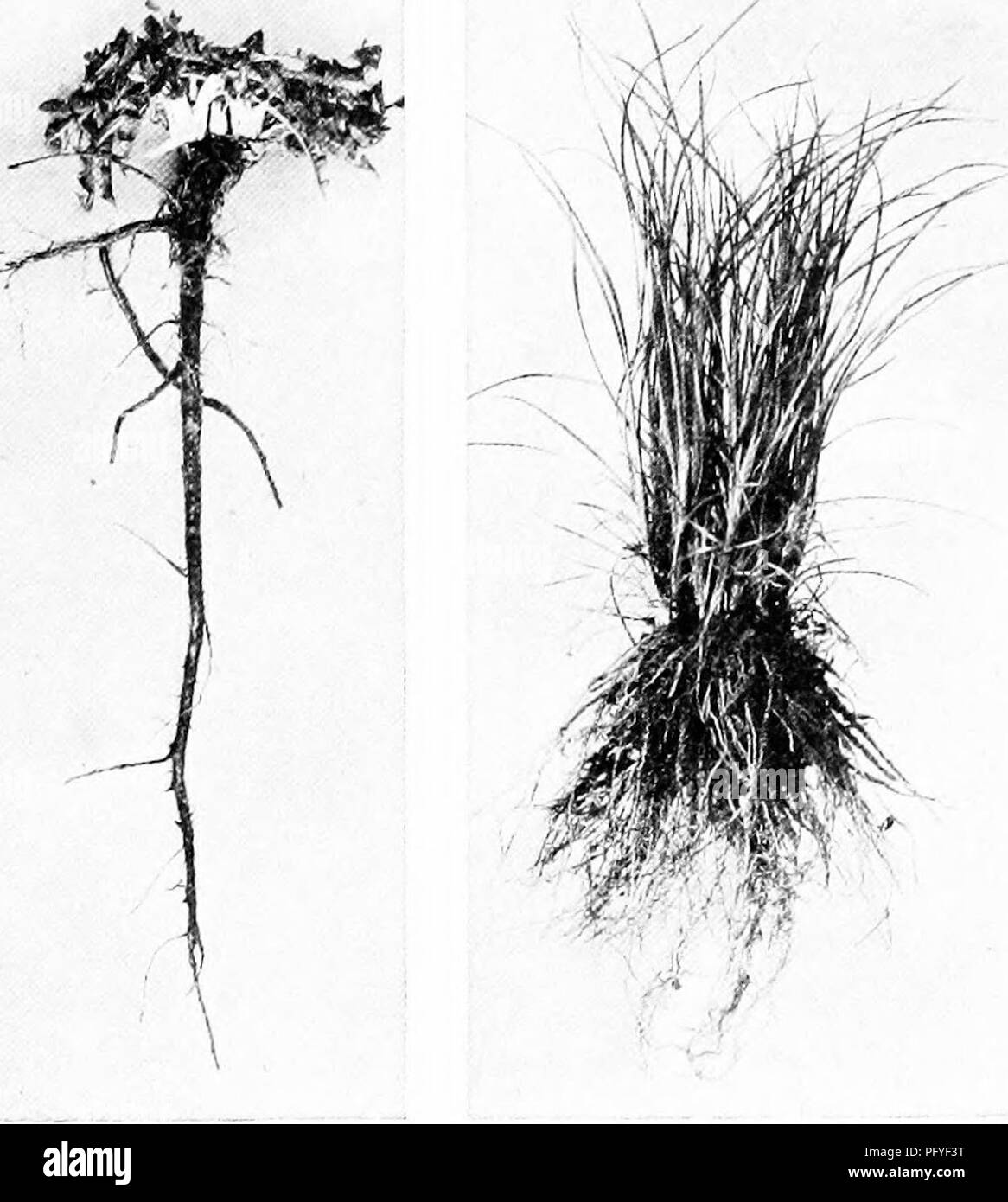 Fibrous root structure hi-res stock photography and images - Alamy