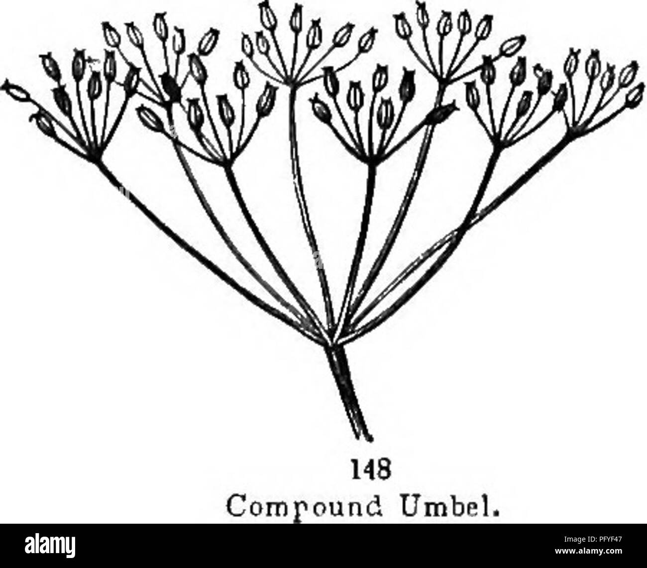 Spadix Black and White Stock Photos & Images - Alamy