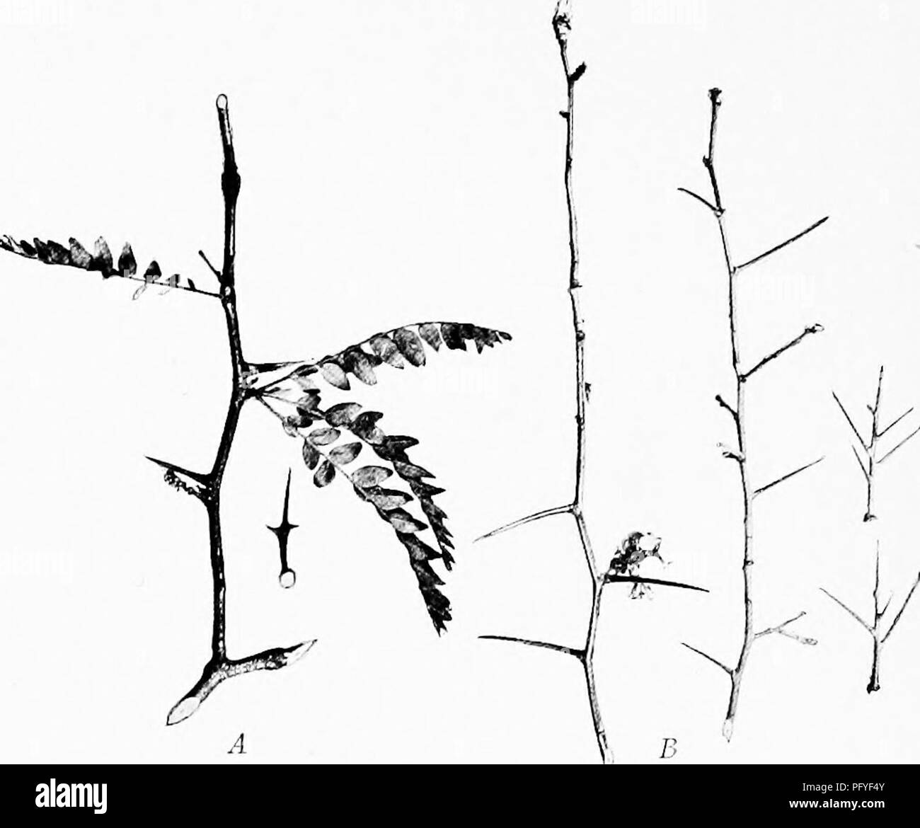 This image is from a textbook on botany for secondary schools ...