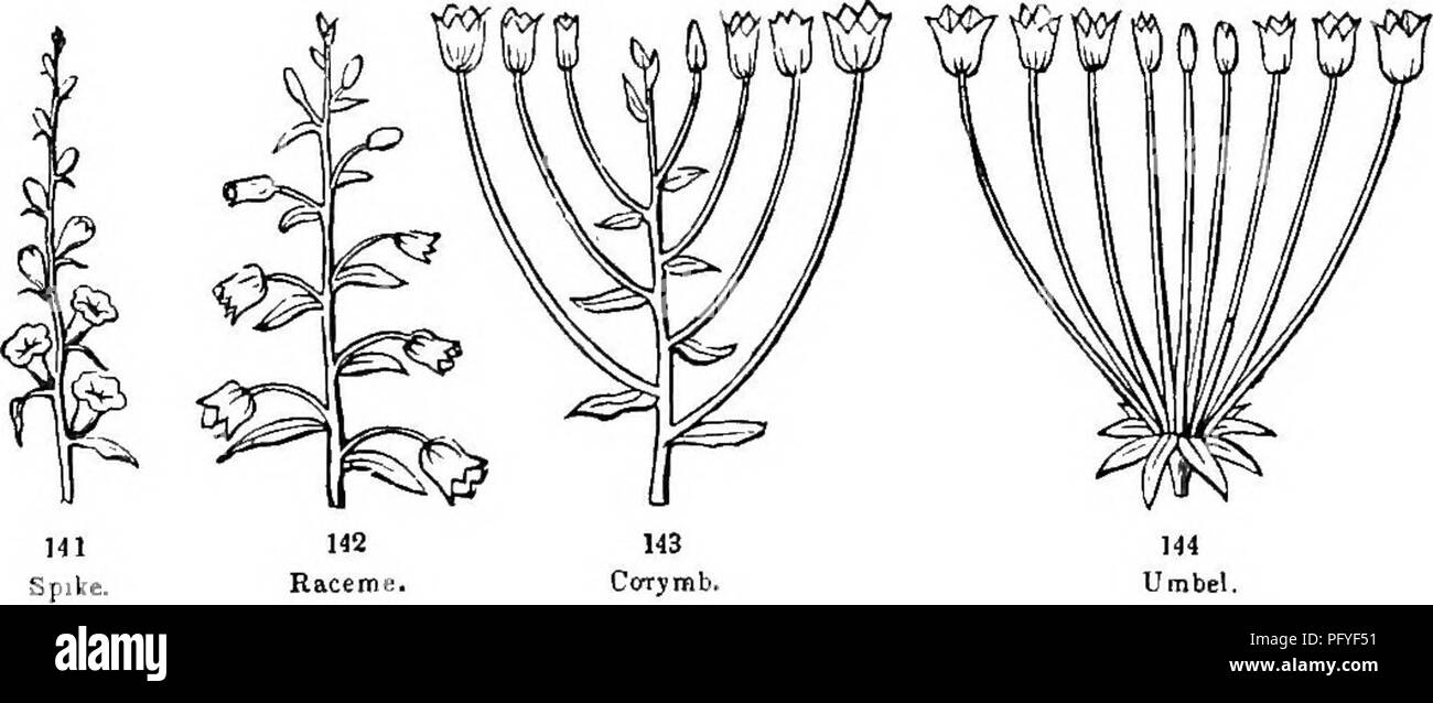 This guide introduces the basic principles of botany, explaining how ...