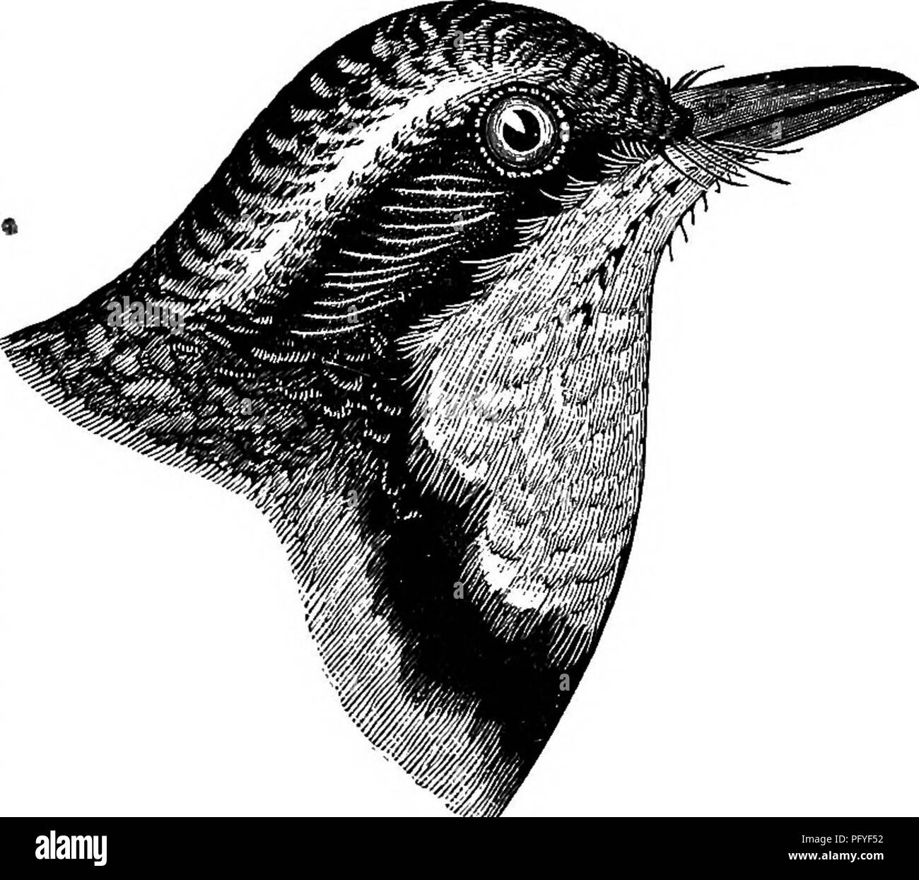 This key provides detailed accounts of every bird species in North ...