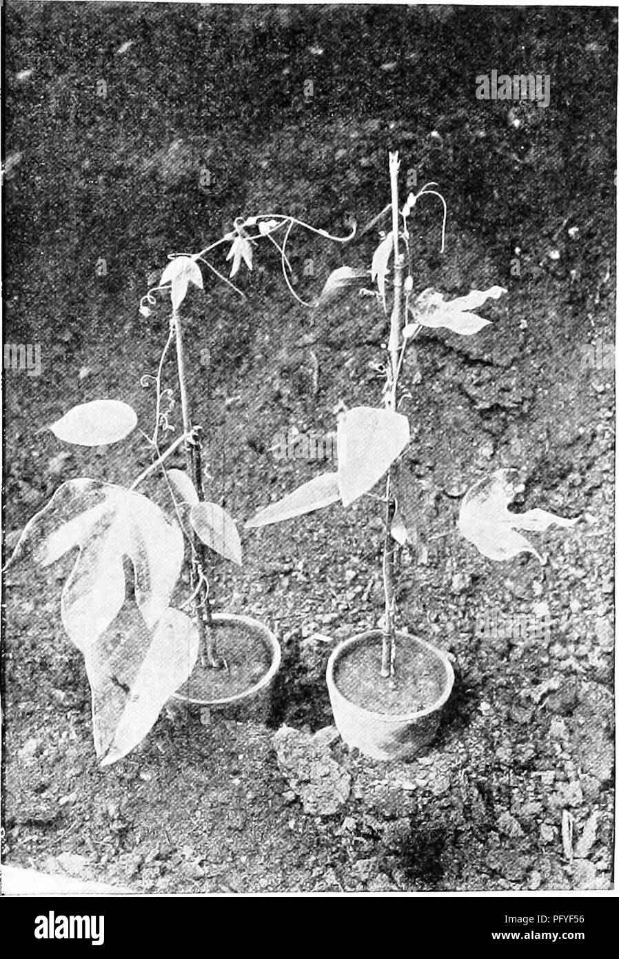 School adaptations Black and White Stock Photos & Images - Alamy