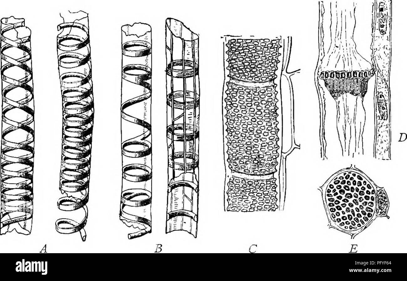 Water Conducting Cells