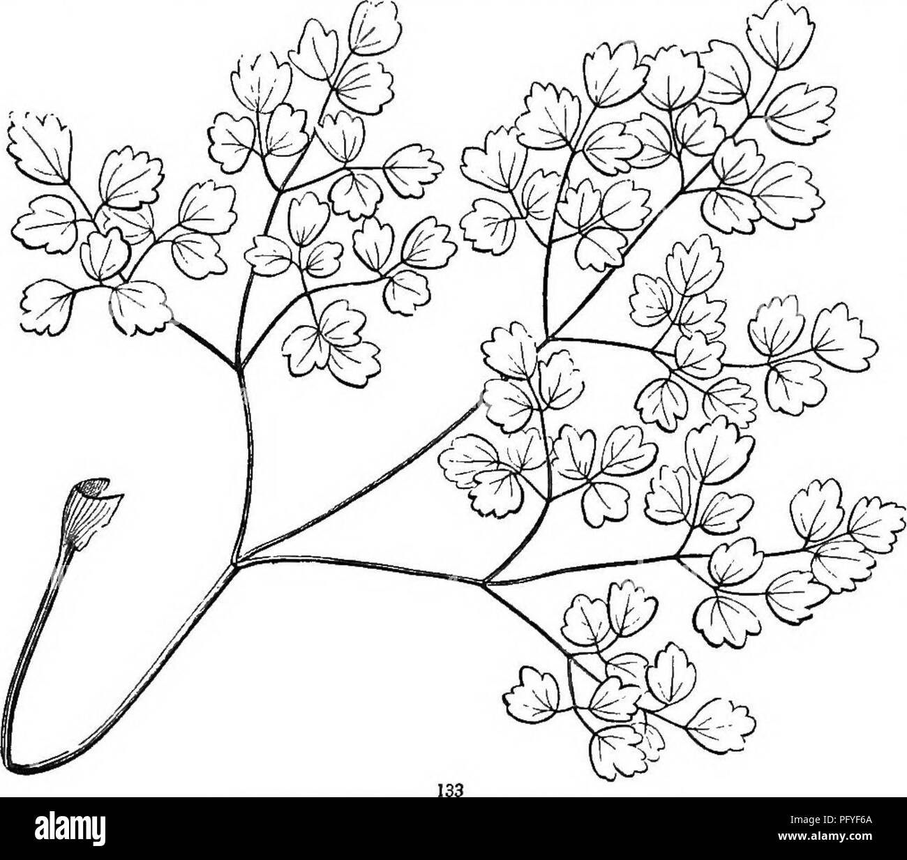 L shaped blade Black and White Stock Photos & Images - Alamy