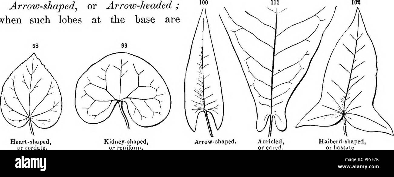 . Botany for young people and common schools. How plants grow, a simple ...