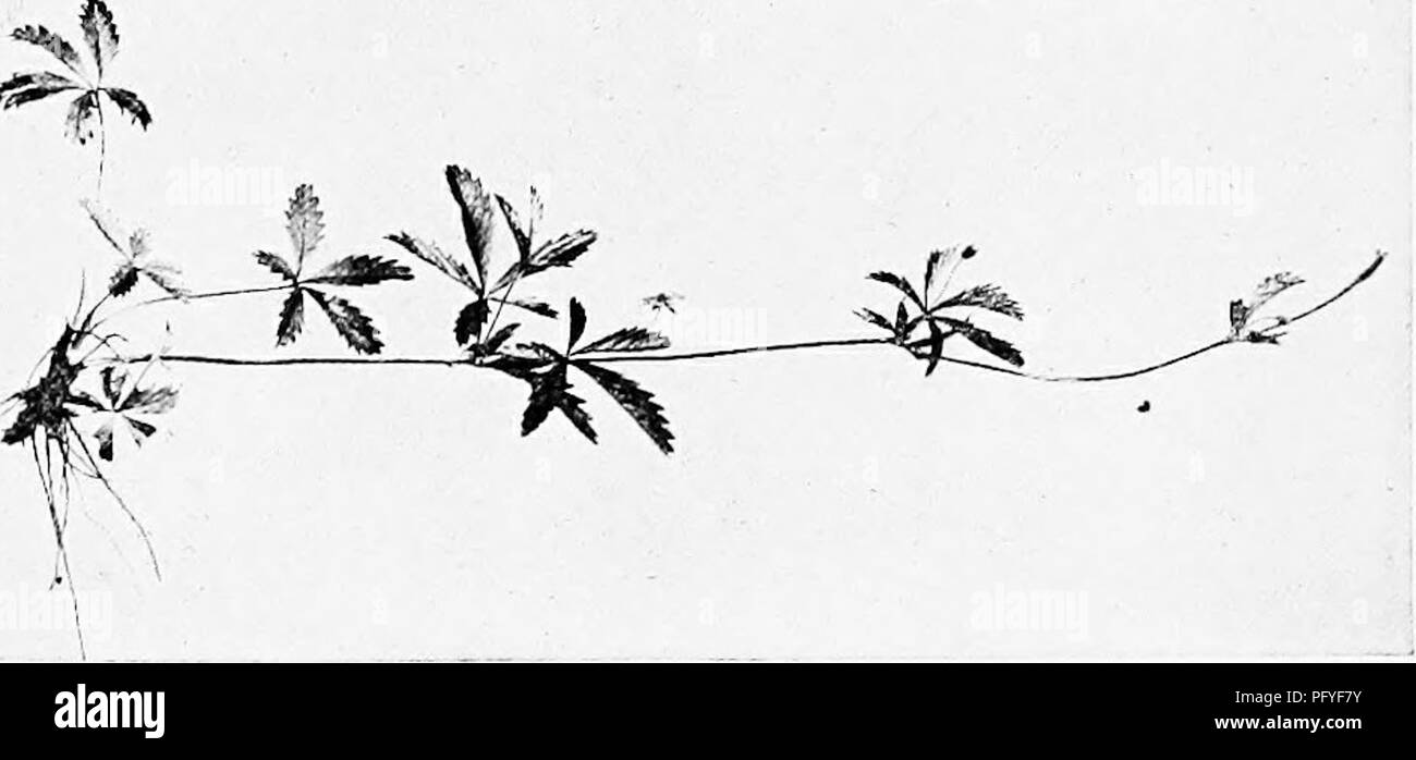 This Textbook Provides A Comprehensive Introduction To Botany Focusing On Plant Biology