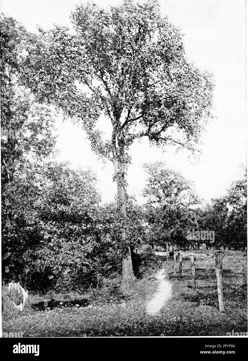 Prostrate stems hi-res stock photography and images - Alamy