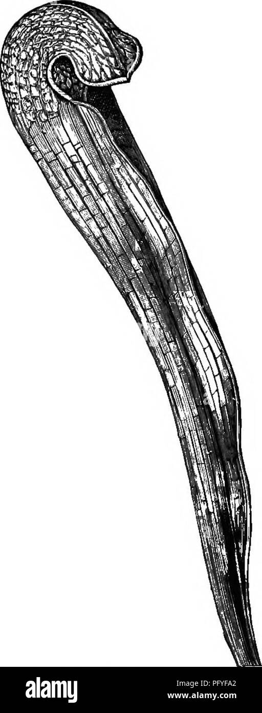 . A text-book of botany for secondary schools. Botany. Fig. 34.—Leaves ...