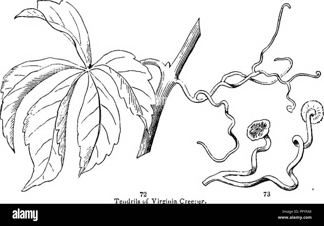 This educational book introduces young readers to the basics of plant ...