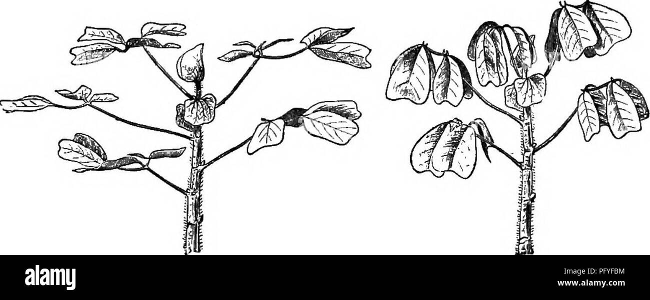 This botany textbook provides an educational overview of plant ...