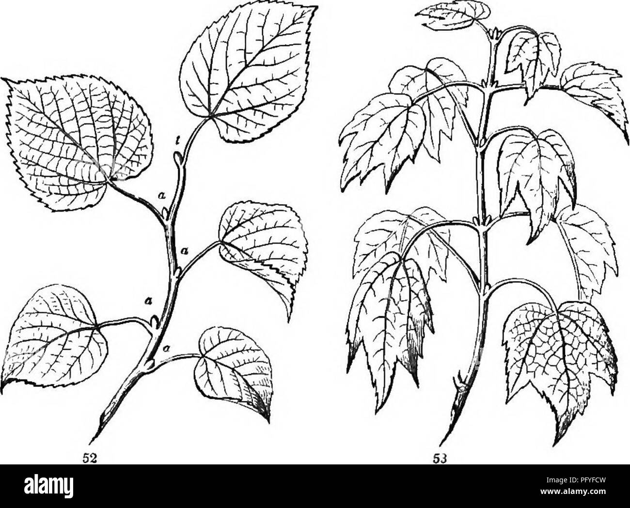 . Botany for young people and common schools. How plants grow, a simple ...