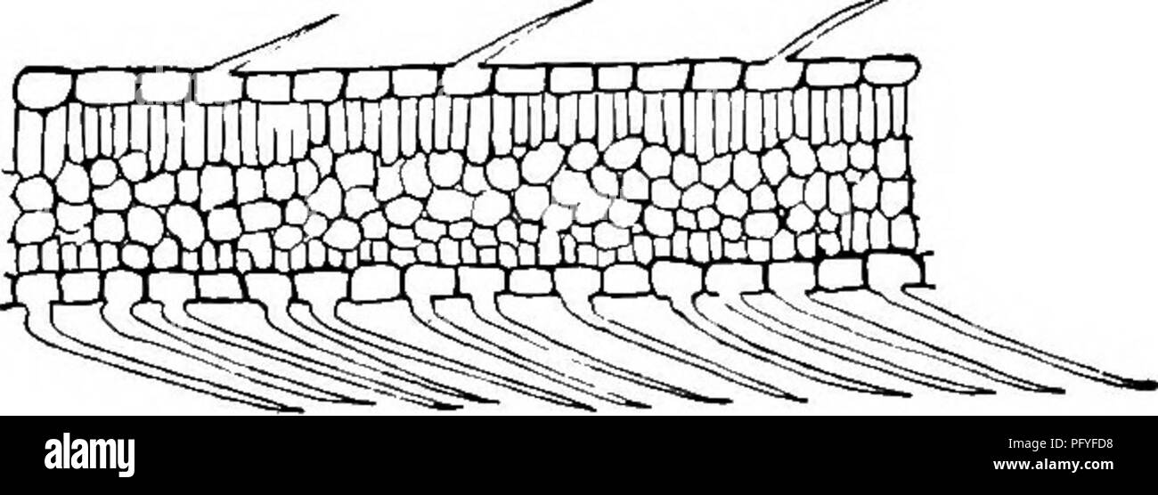 Palisade cells hi-res stock photography and images - Alamy