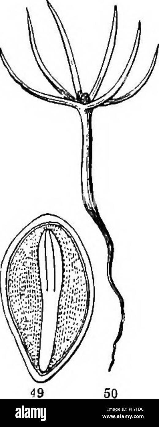 Pea plant life cycle hi-res stock photography and images - Alamy
