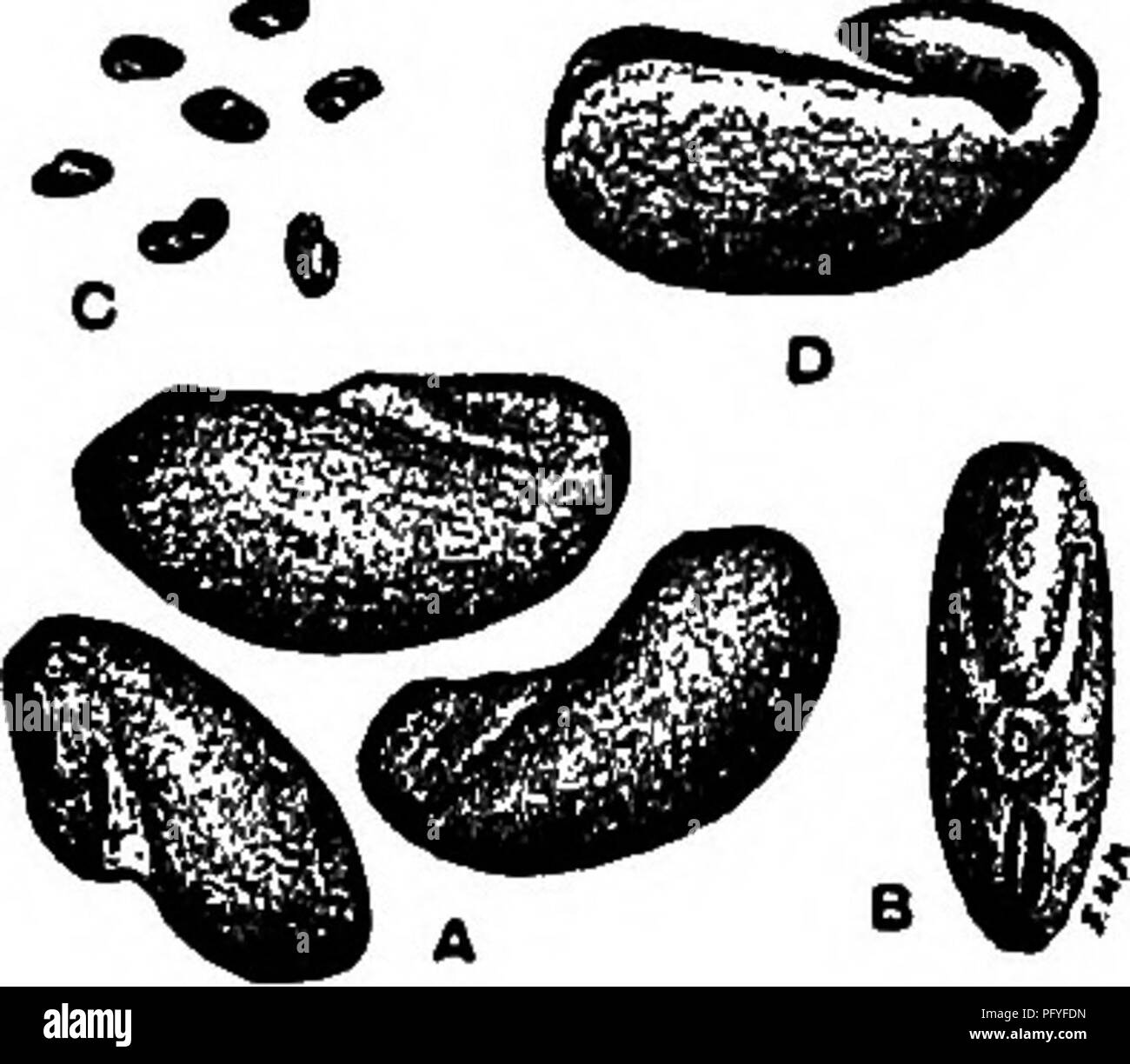 Clover dodder hi-res stock photography and images - Alamy