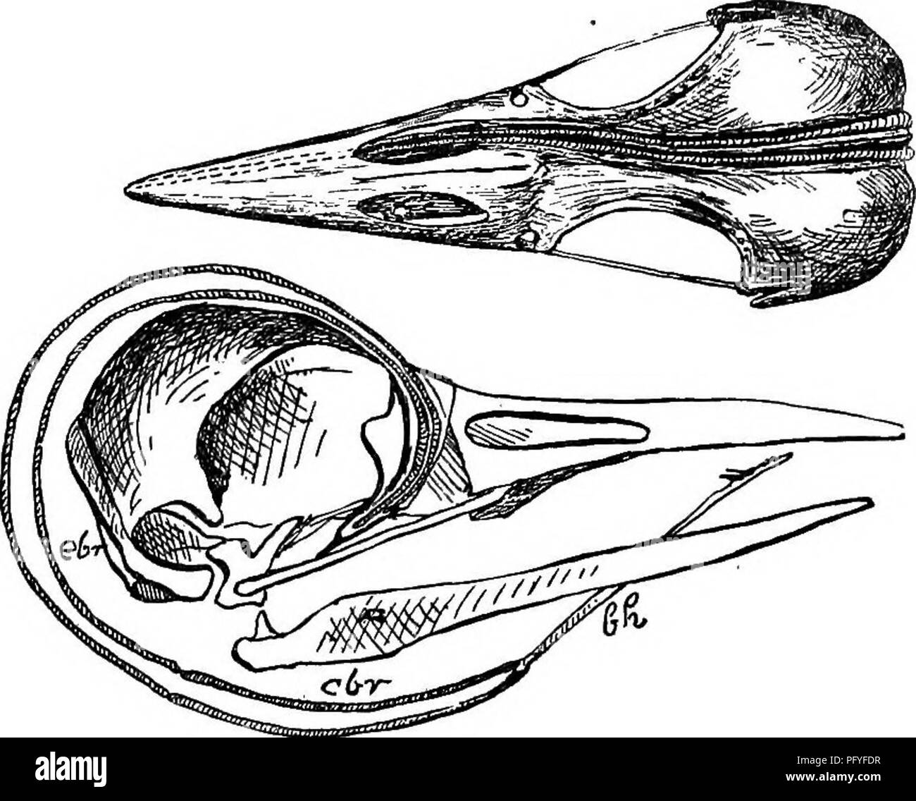 Hyoid apparatus hi-res stock photography and images - Alamy