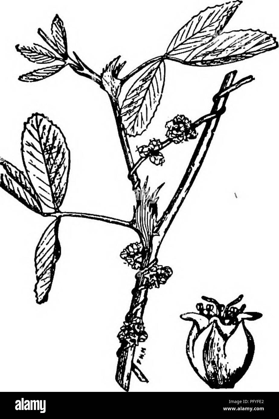 Dodder Plant Black and White Stock Photos & Images - Alamy