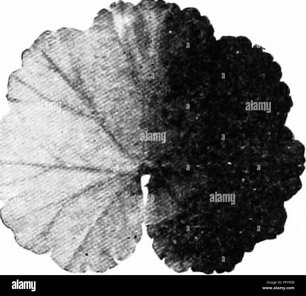 Leaf cells chloroplasts hi-res stock photography and images - Alamy