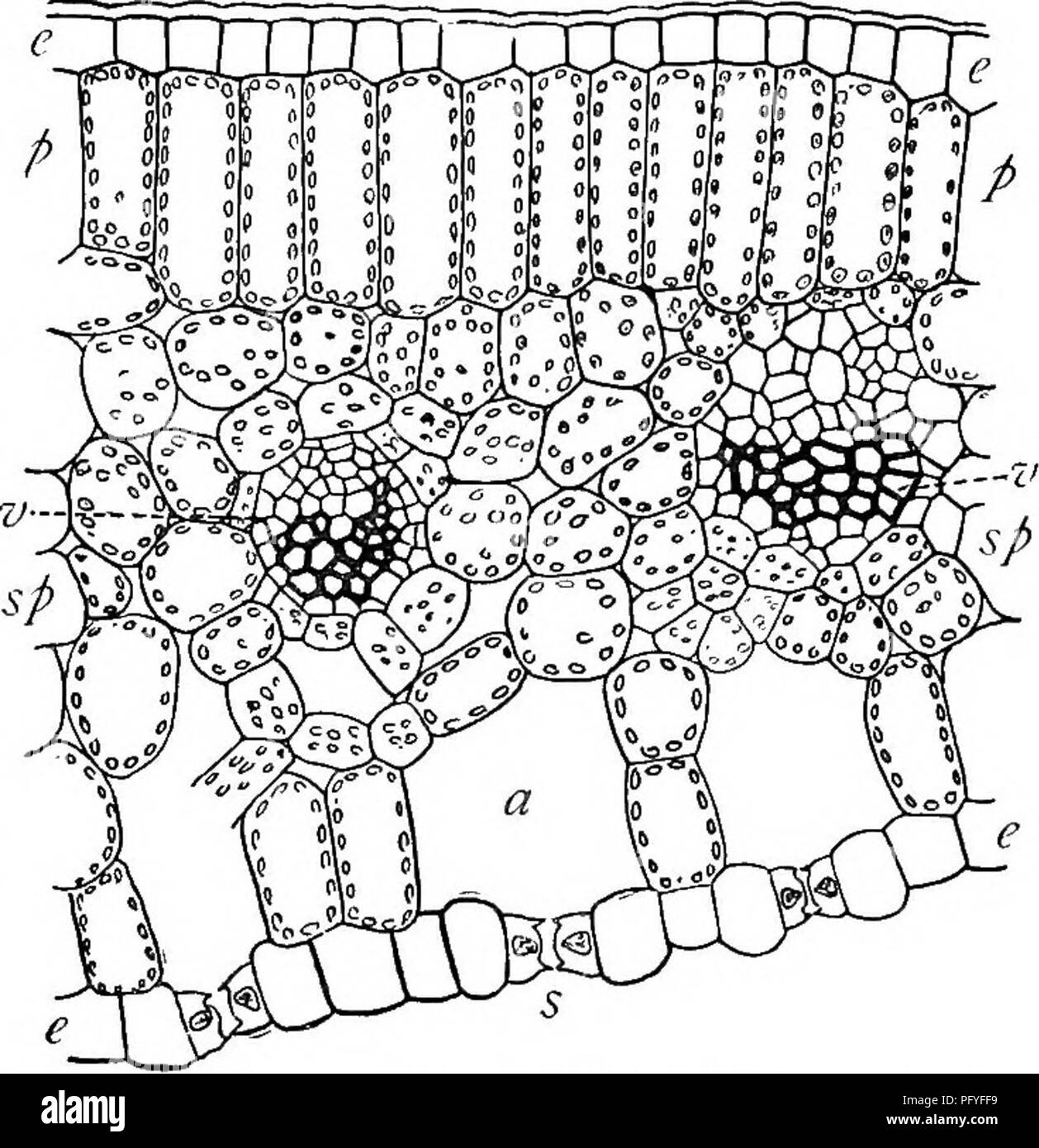 Leaf cross section stomata hi-res stock photography and images - Alamy