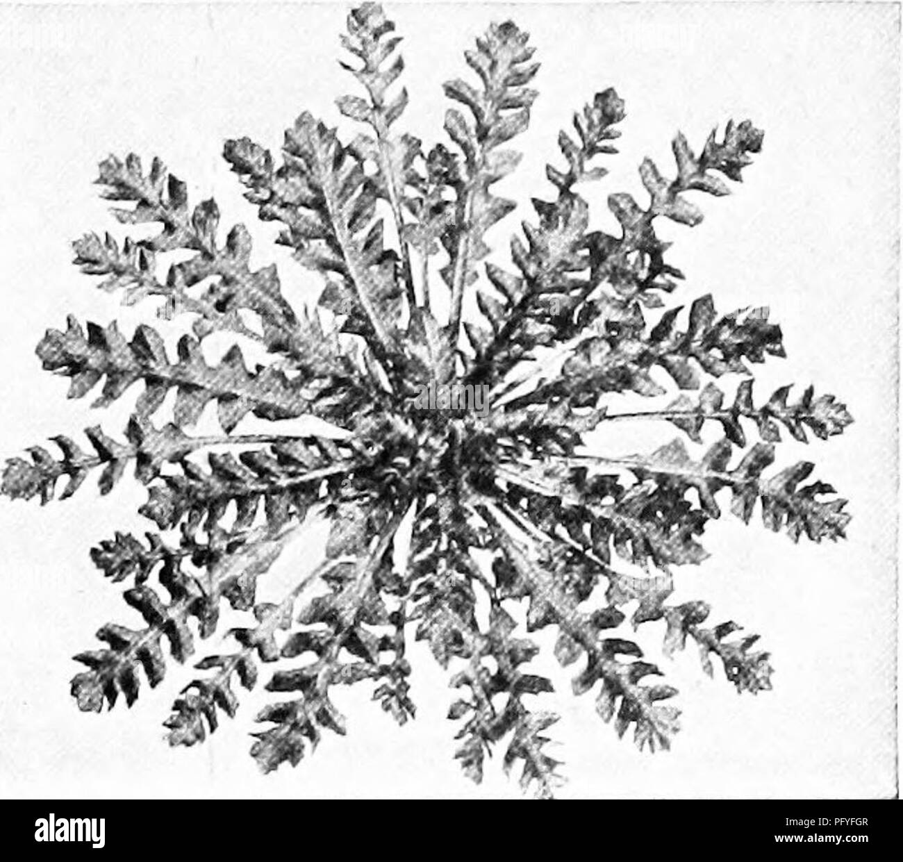 This textbook provides a foundational understanding of botany, focusing ...