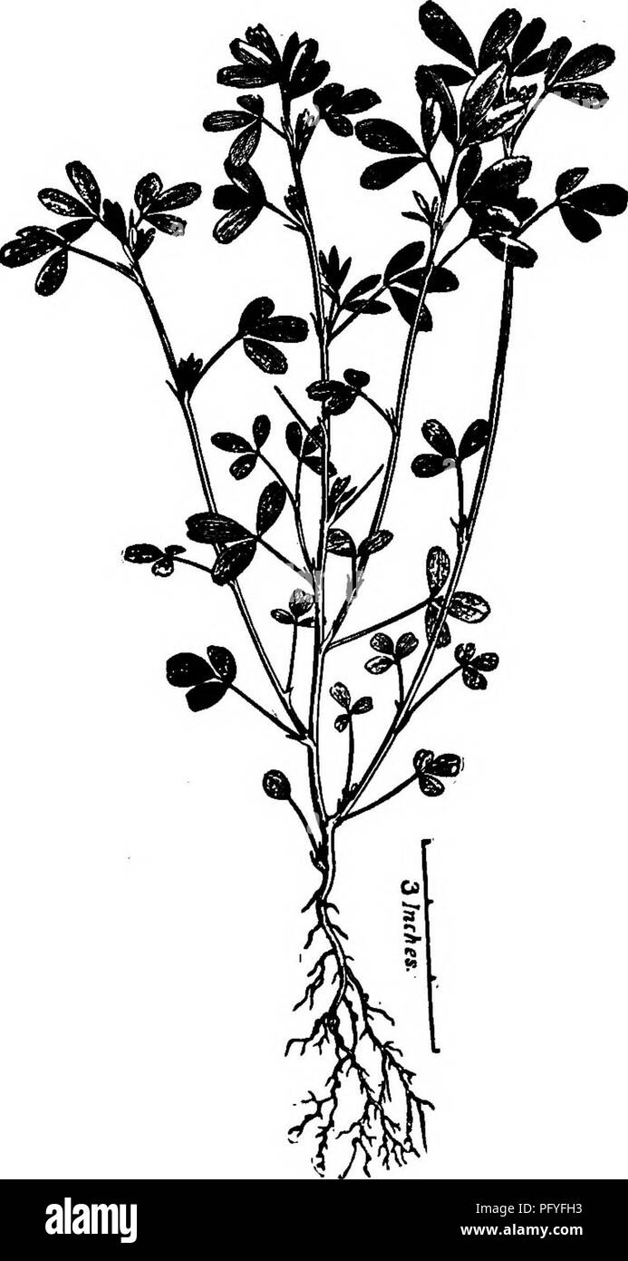 Alfalfa (Medicago sativa) is a versatile legume used for forage, soil ...