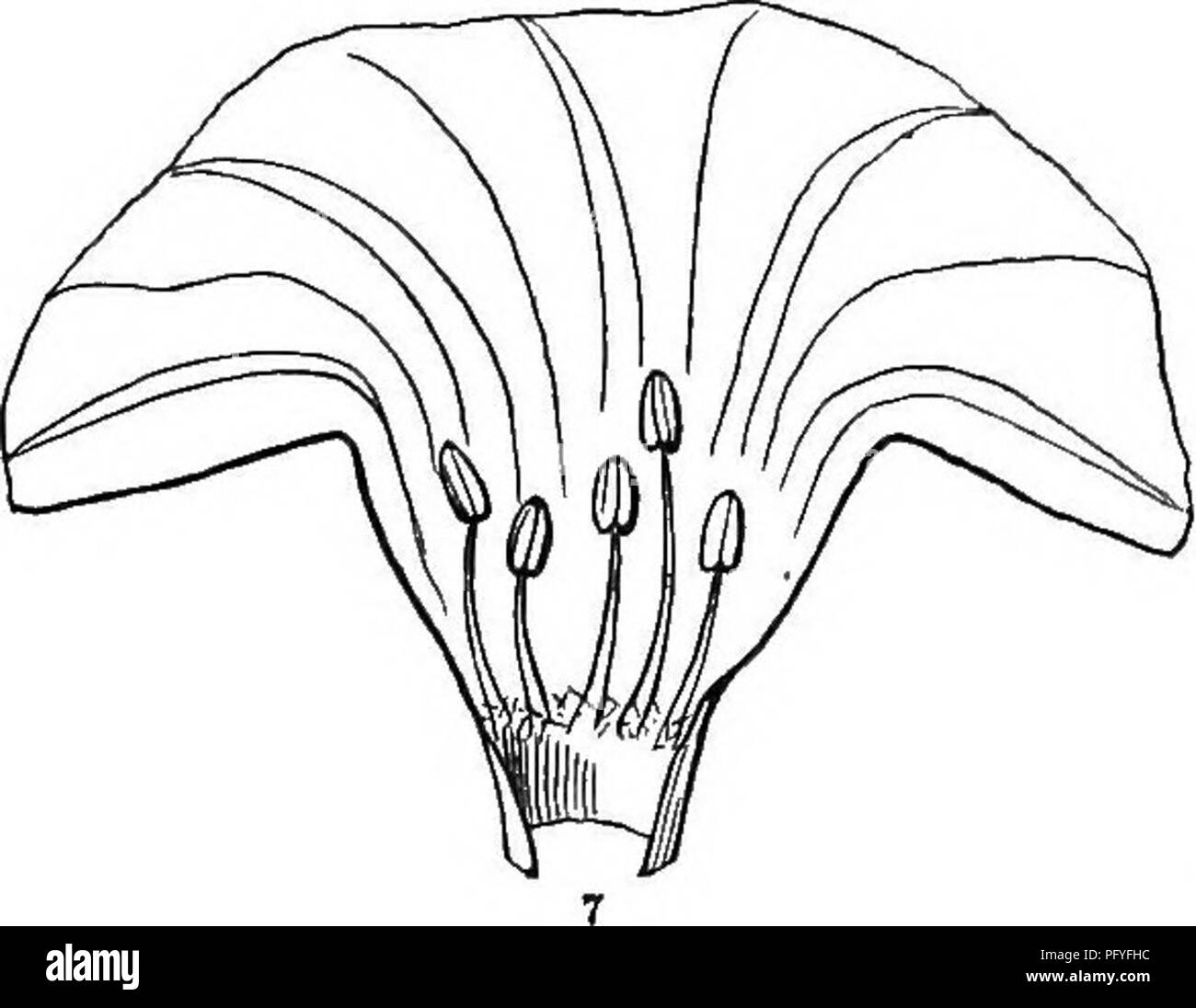 Structural variety Black and White Stock Photos & Images - Alamy