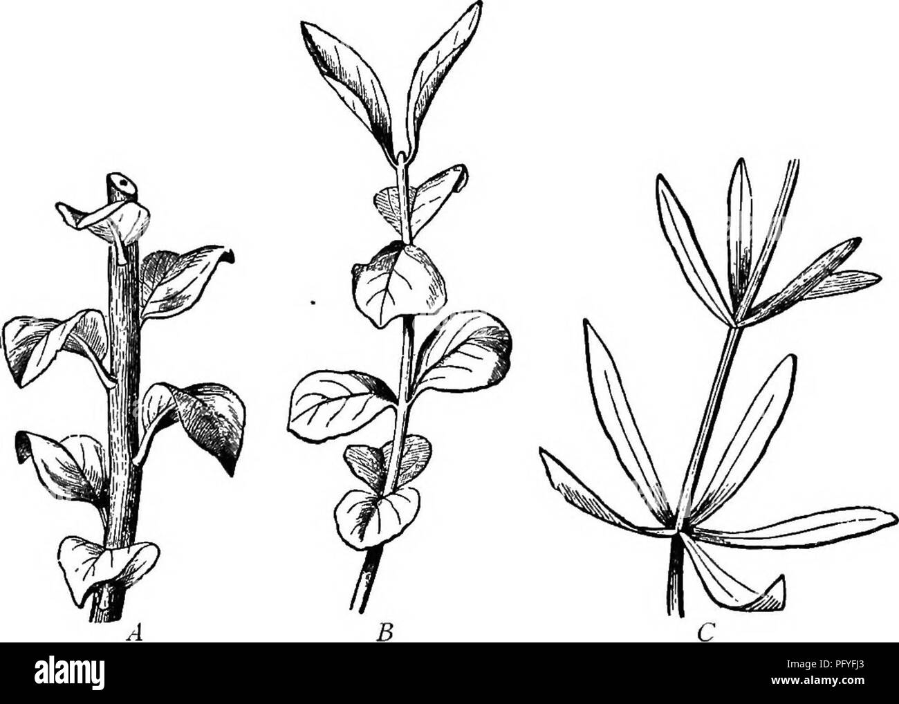 Opposite leaf arrangement hi-res stock photography and images - Alamy