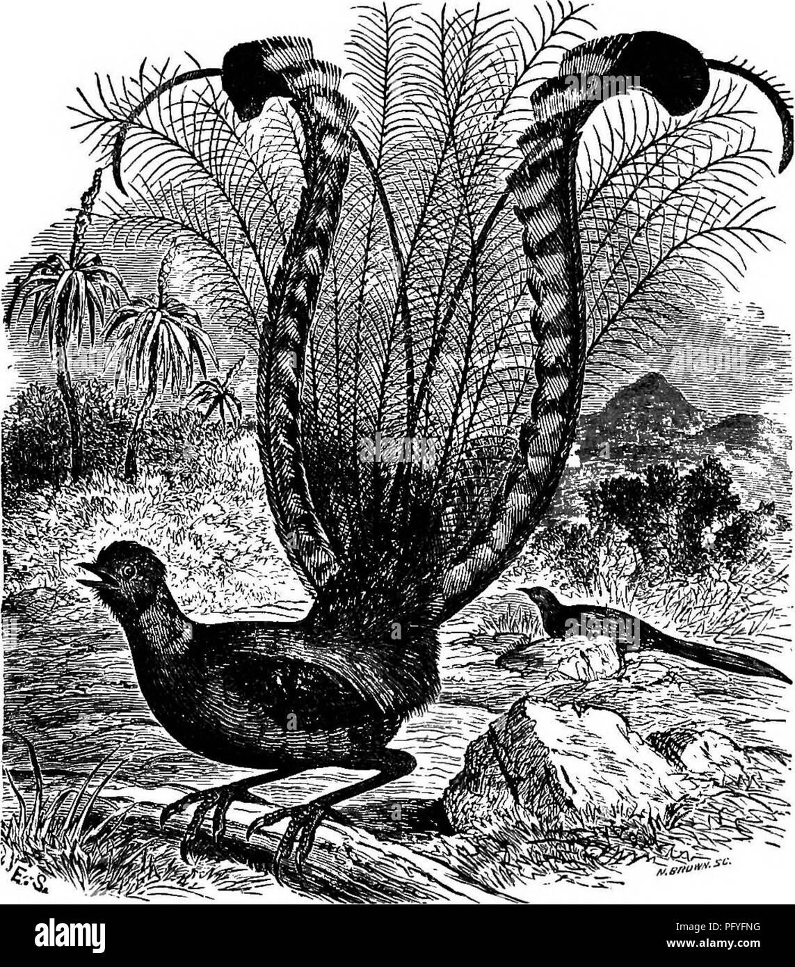 . Key to North American birds. Containing a concise account of every ...