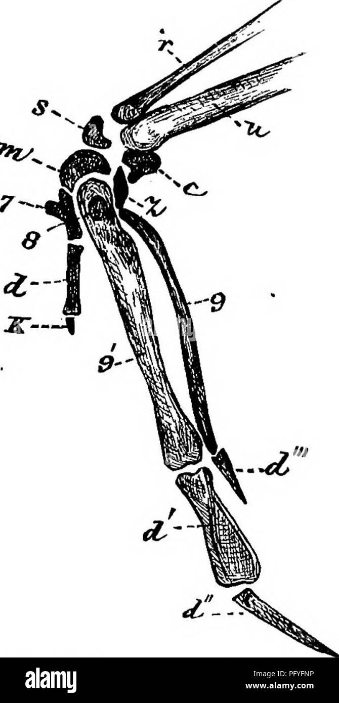 Bird digits Black and White Stock Photos & Images - Alamy